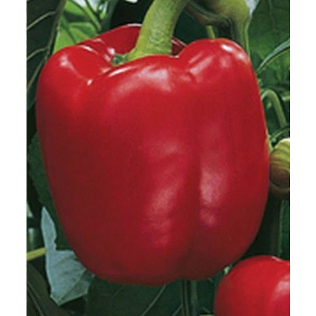 Triple 4 Hybrid Bell Pepper Seeds - Etsy