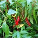 First Prize F1 Hybrid Tomato Seeds - Etsy