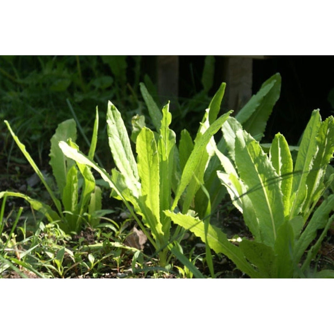 Sword Choy Lettuce Seeds - Etsy