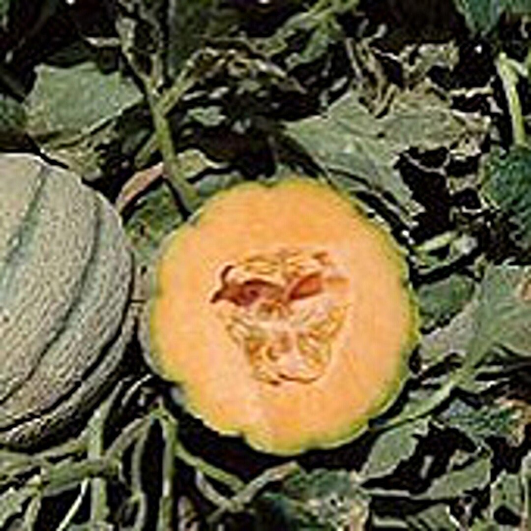 Orange Sherbet Melons Seeds - Etsy