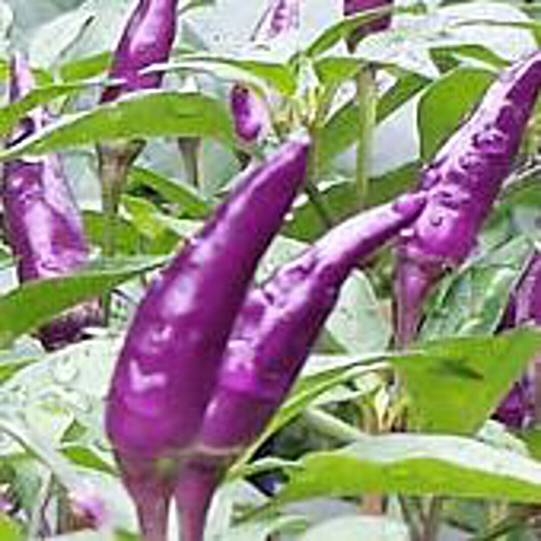 Explosive Ember Hot Peppers Seeds - Etsy
