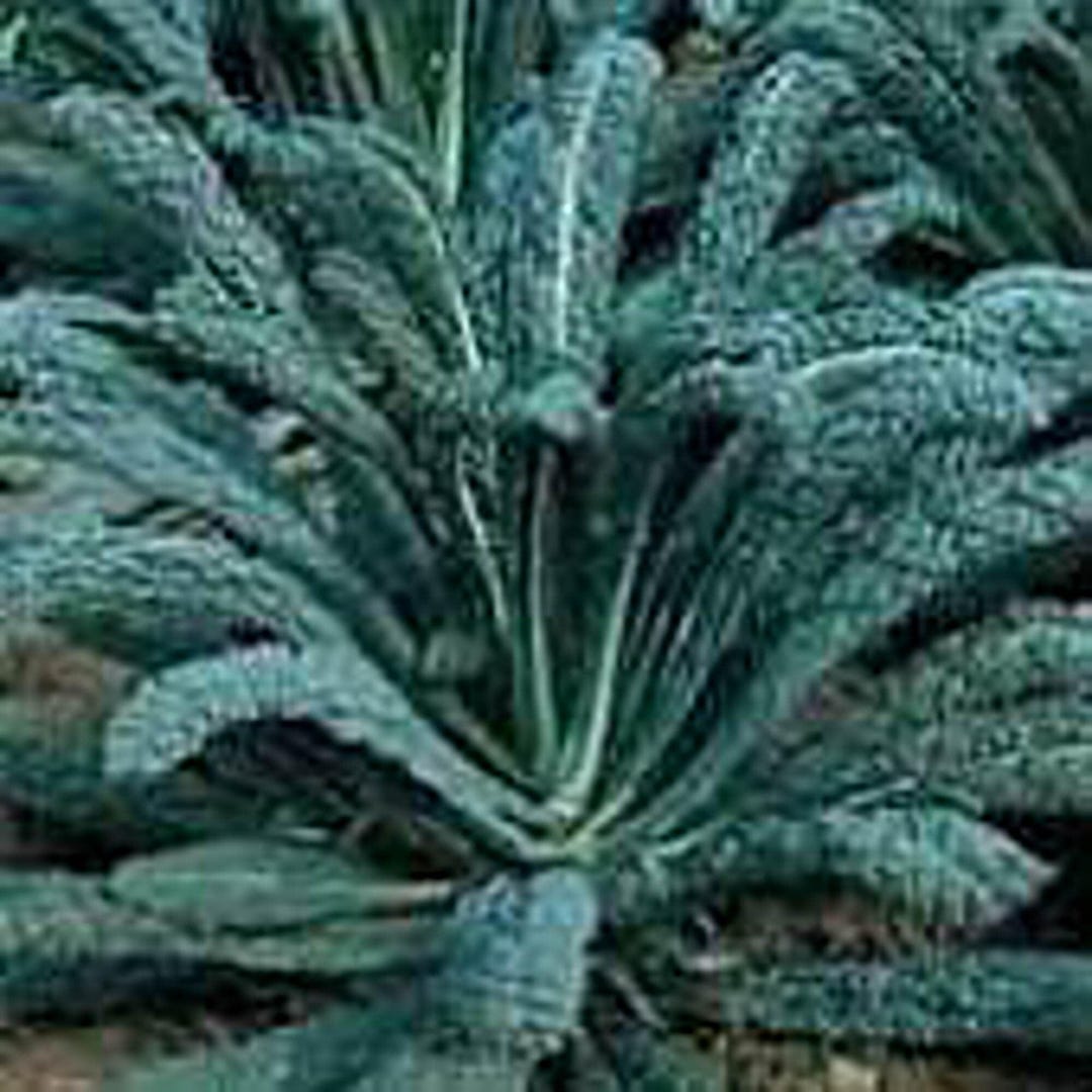 Lacinato Kale Seeds - Etsy