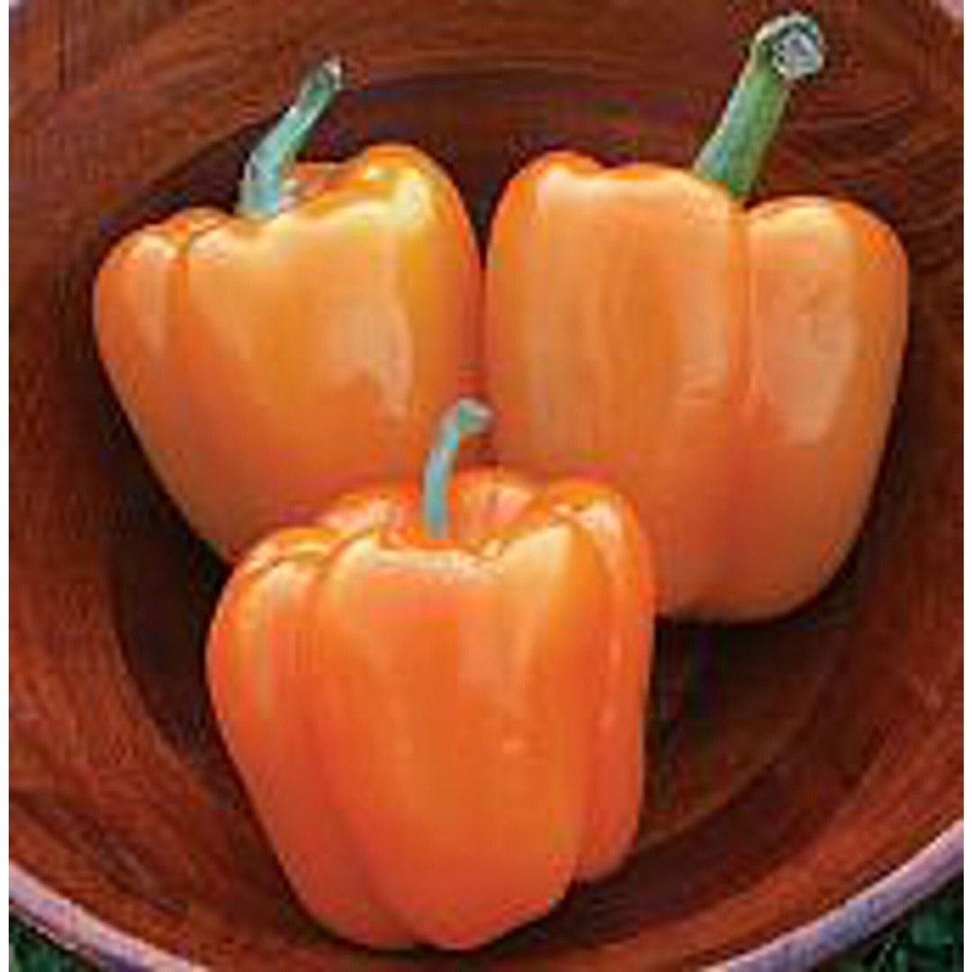 Orange Sun Sweet Peppers Seeds - Etsy
