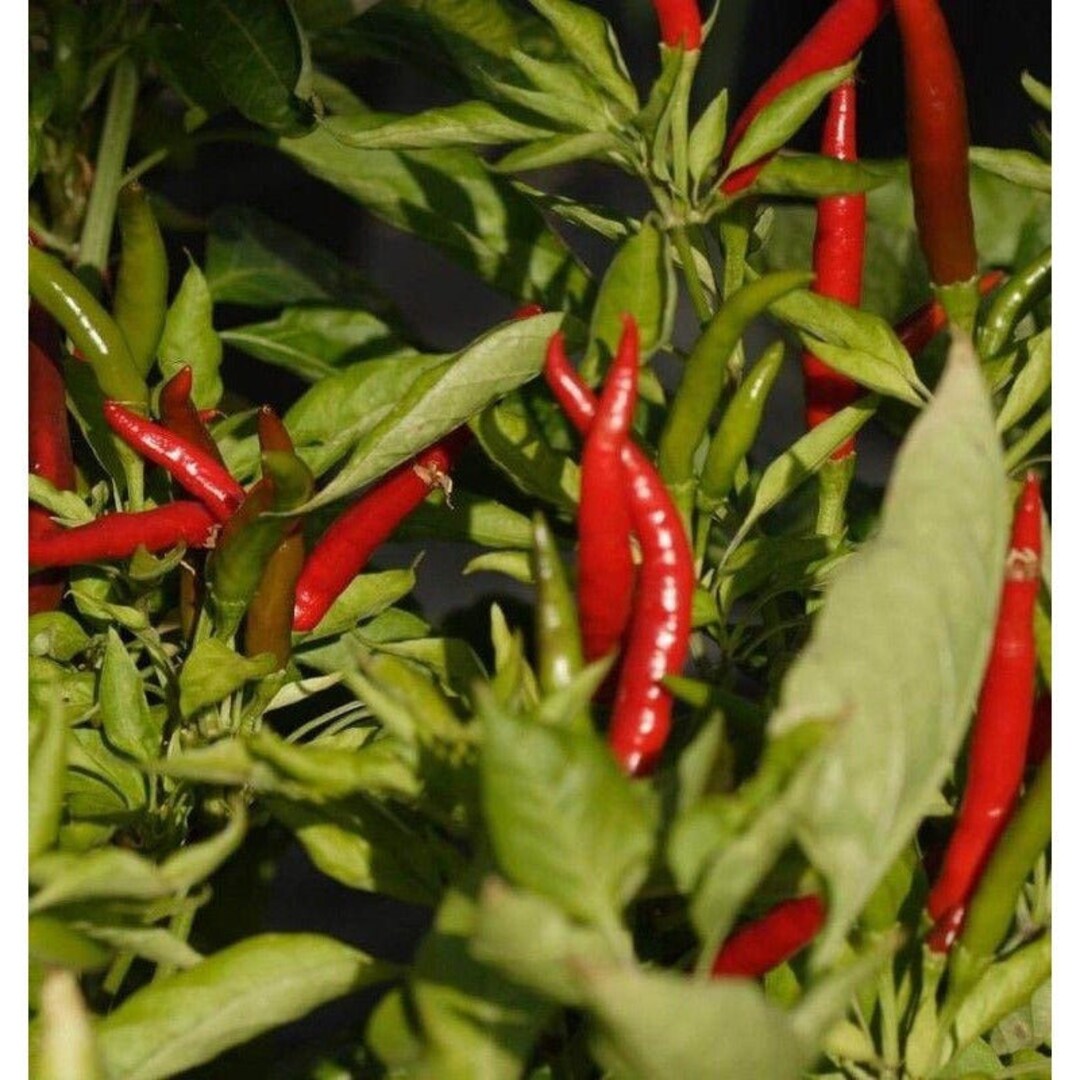 Thai Dragon Pepper Seeds - Etsy
