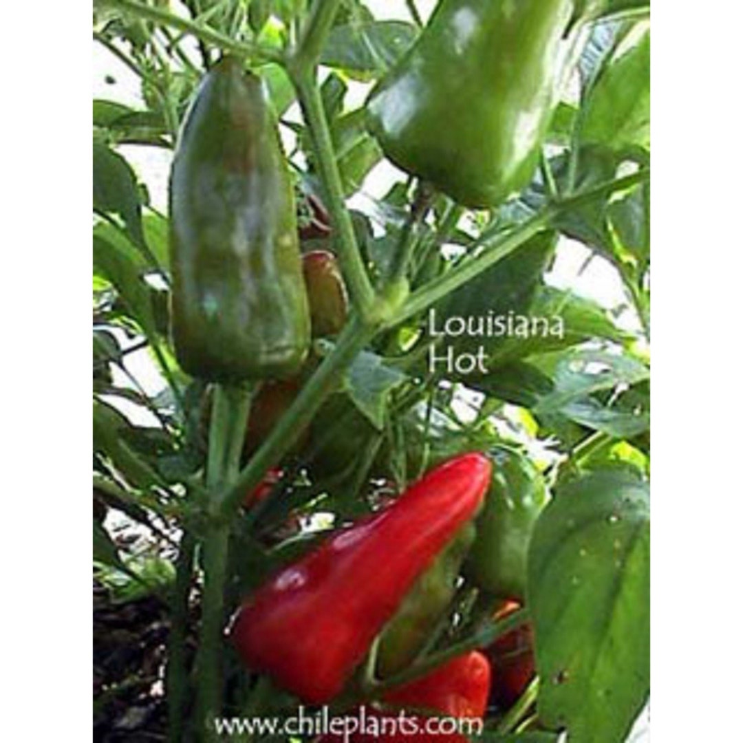 Louisiana Hots Hot Peppers Seeds - Etsy