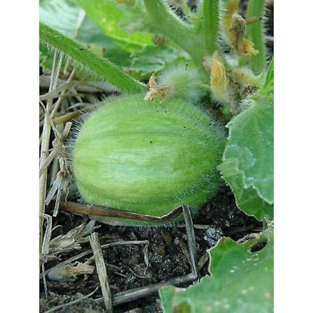 Mandurian Round Cucumber Seeds - Etsy