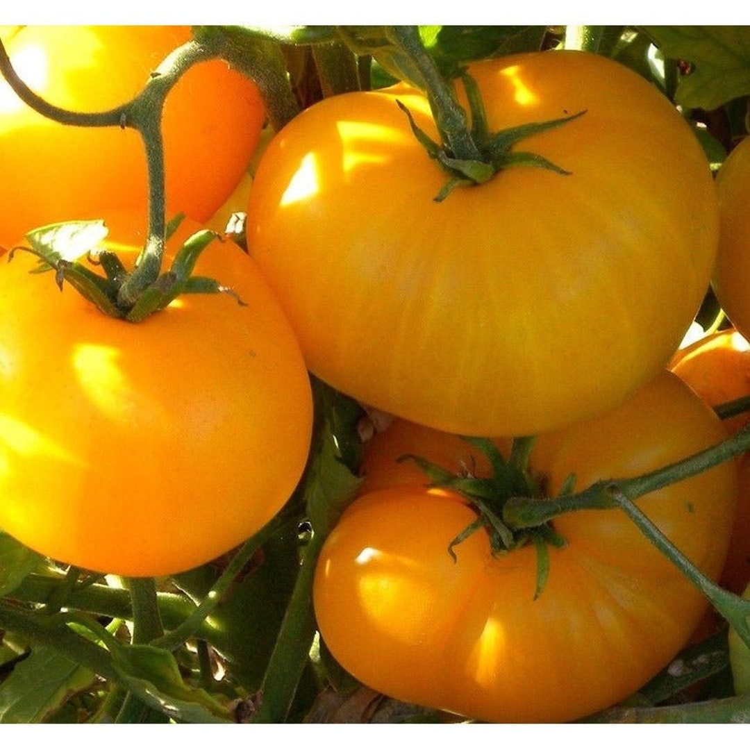 Azoychka Tomato Seeds - Etsy