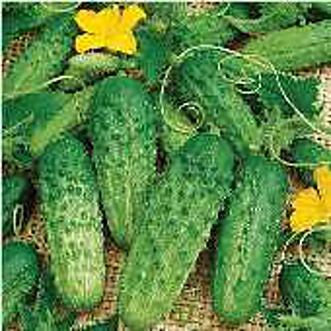 Pick a Bushel Cucumbers Seeds - Etsy