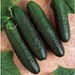 Dasher II Cucumbers Seeds - Etsy