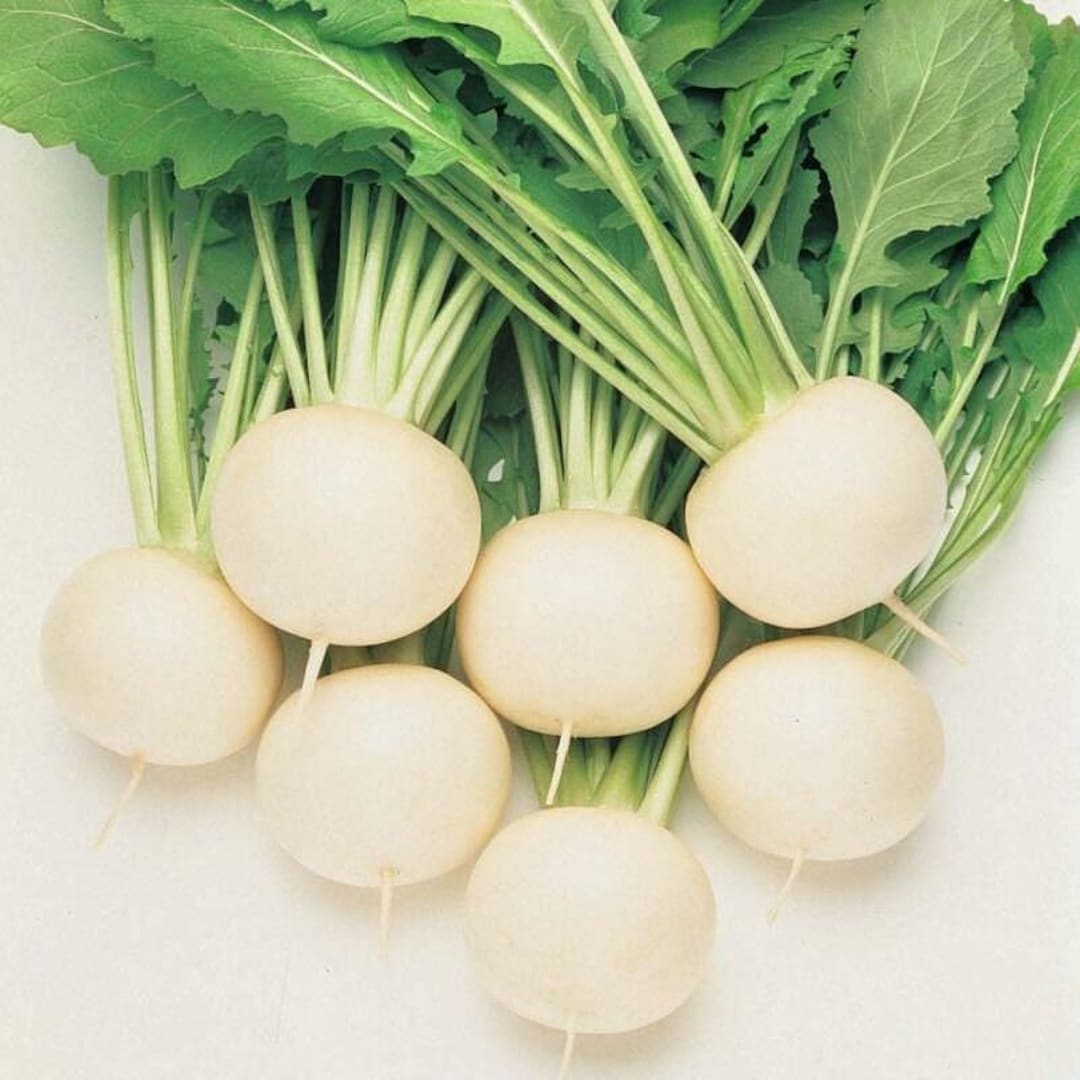 Oasis Turnip Seeds - Etsy