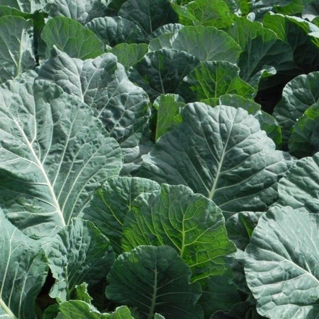 Bulldog Hybrid F1 Collard Seeds - Etsy