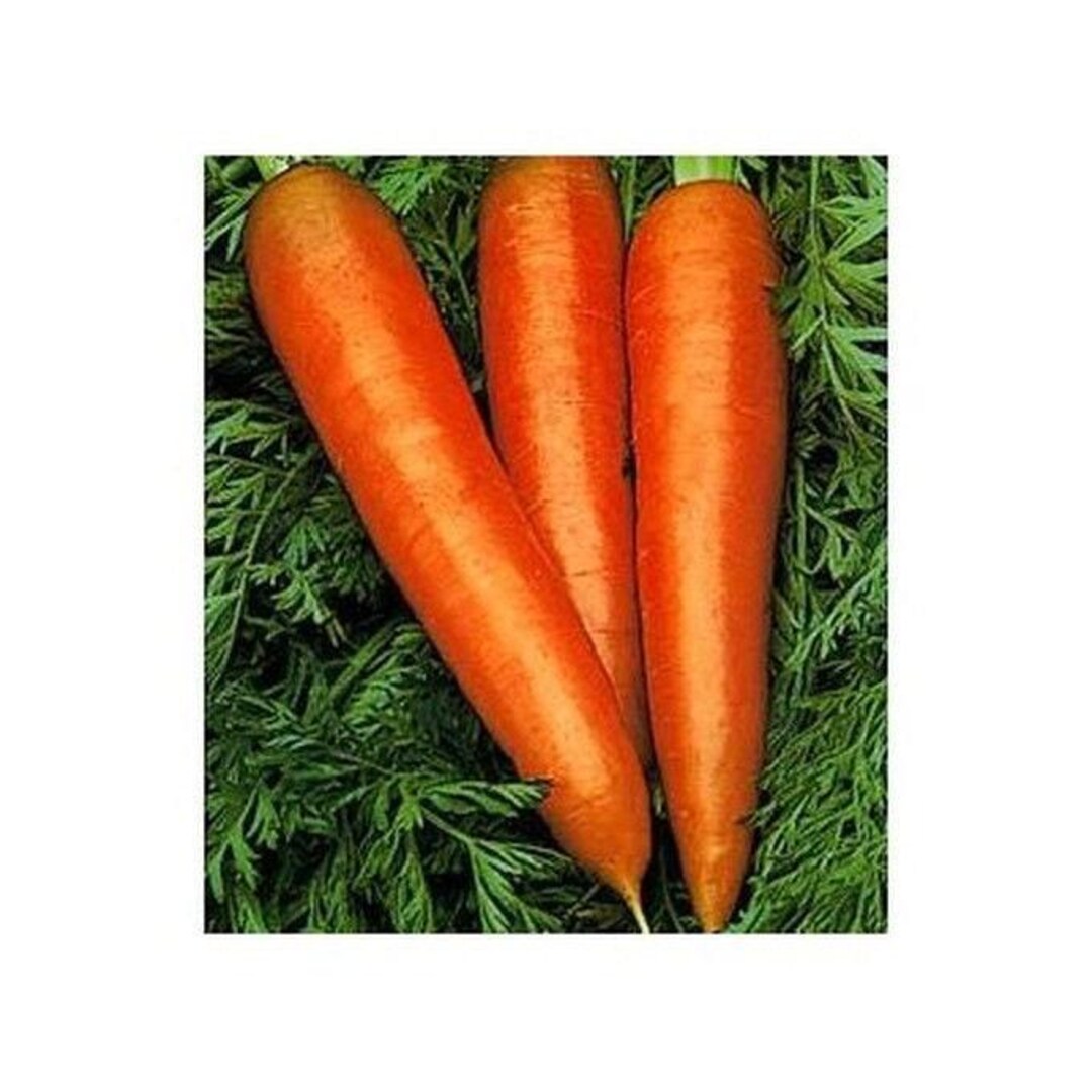 Carrots "danvers" Seeds - Etsy