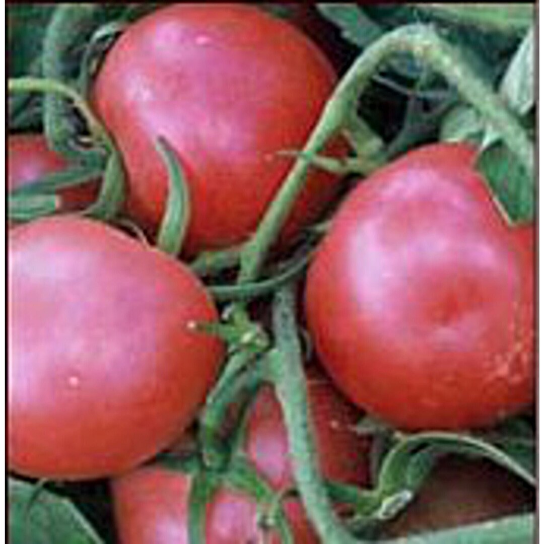 Husky Tomato (pink) Seeds - Etsy