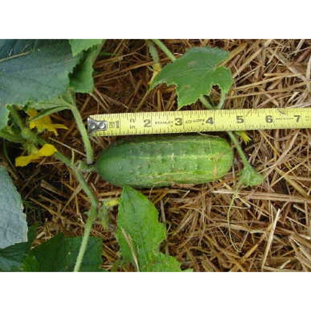 Cross Country Cucumber F1 Seeds - Etsy