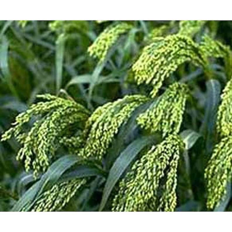 Proso Millet - Makes GREAT Amounts of Seeds - Etsy