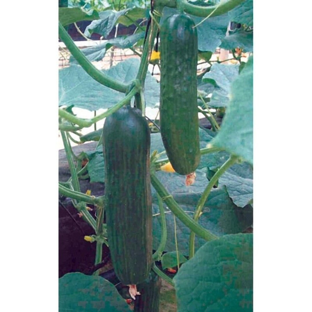 Eos PMT F1 Hybrid Cucumber Seeds - Etsy