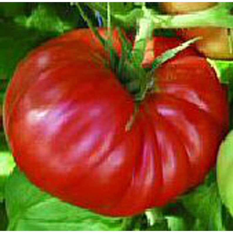 Country Taste Tomato Seeds - Etsy