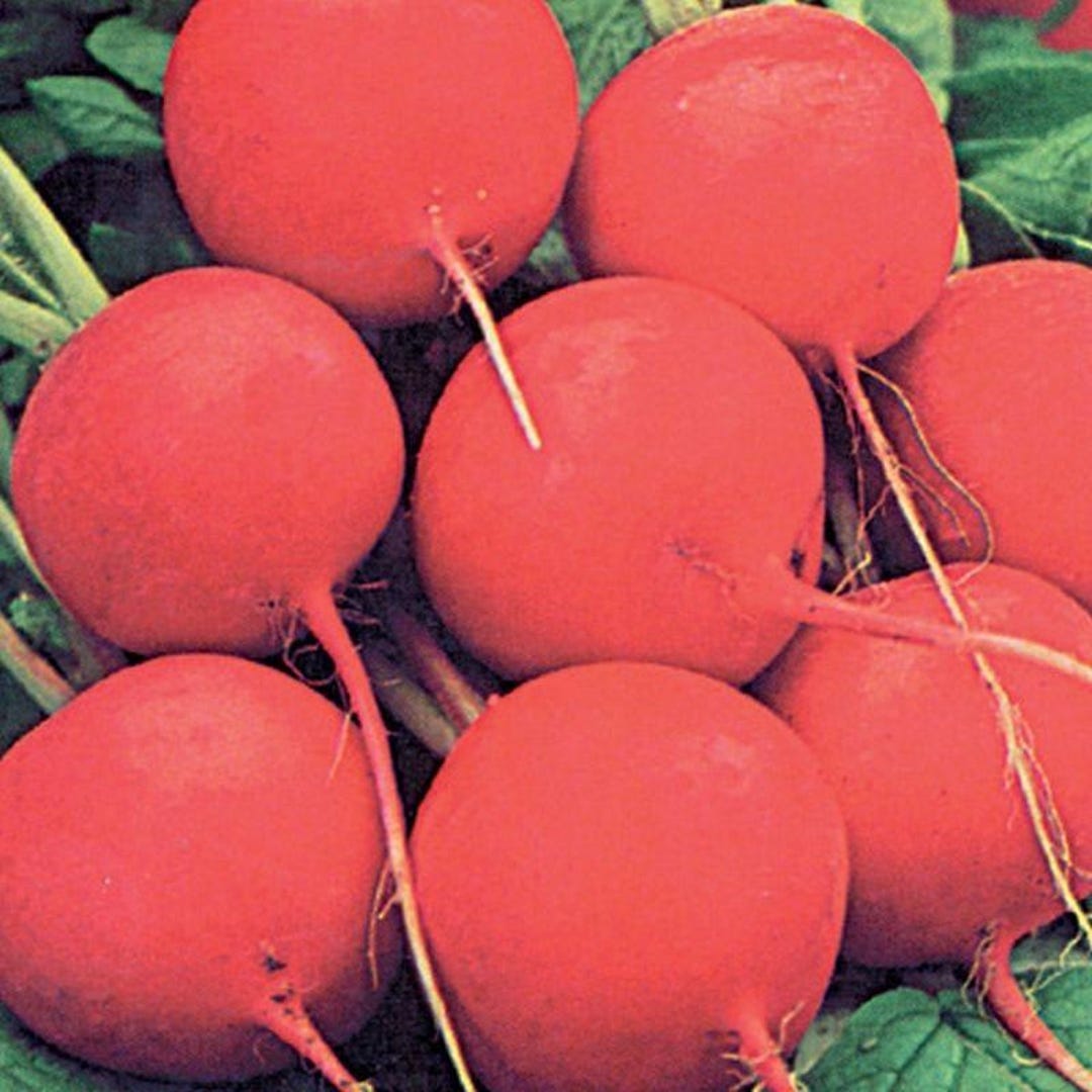 Sicily Giant Radish Seeds - Etsy