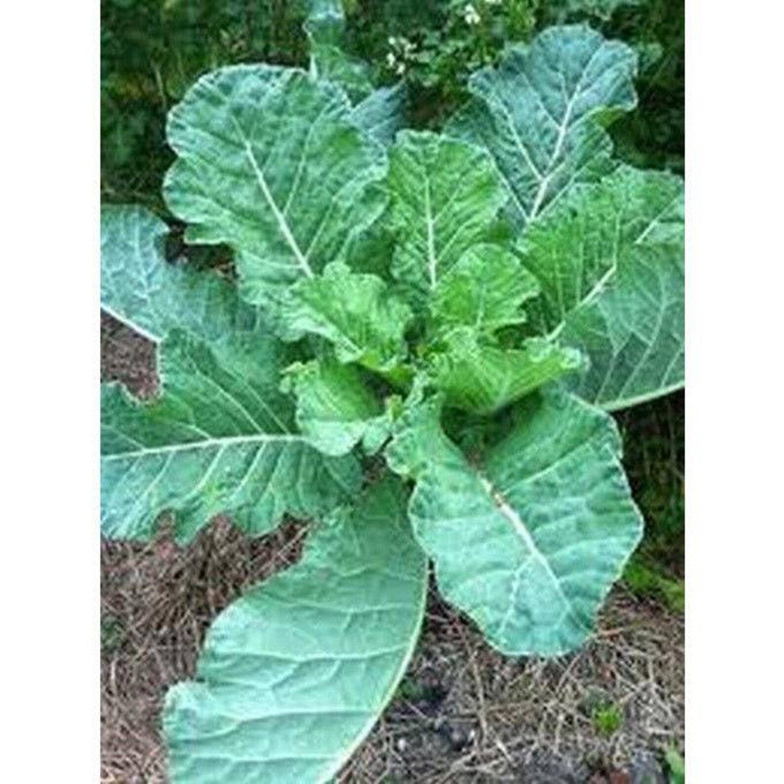 Georgia Collards Seeds - Etsy