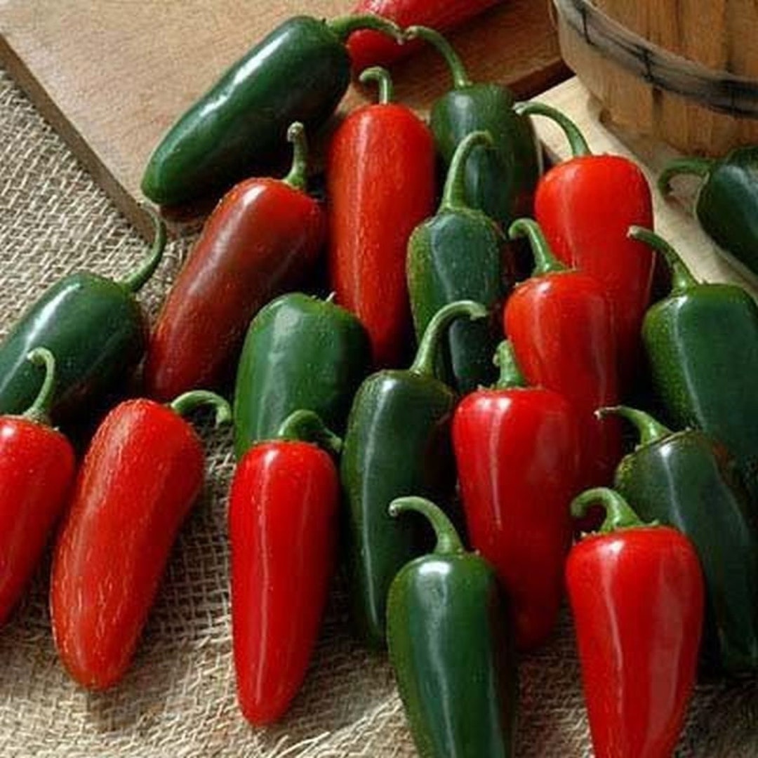 Telica F1 Hybrid Hot Pepper Seeds - Etsy
