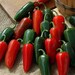 County Fair Cucumbers Seeds - Etsy