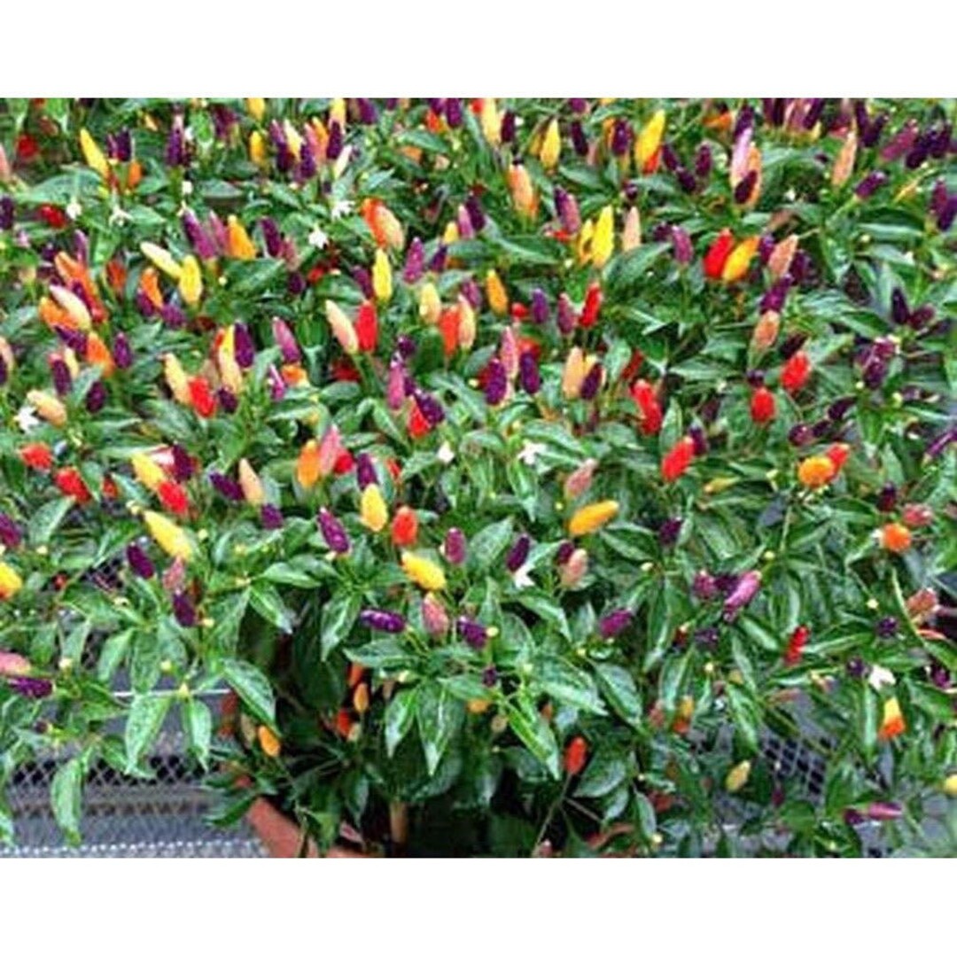 Ordono Hot Pepper Seeds - Etsy