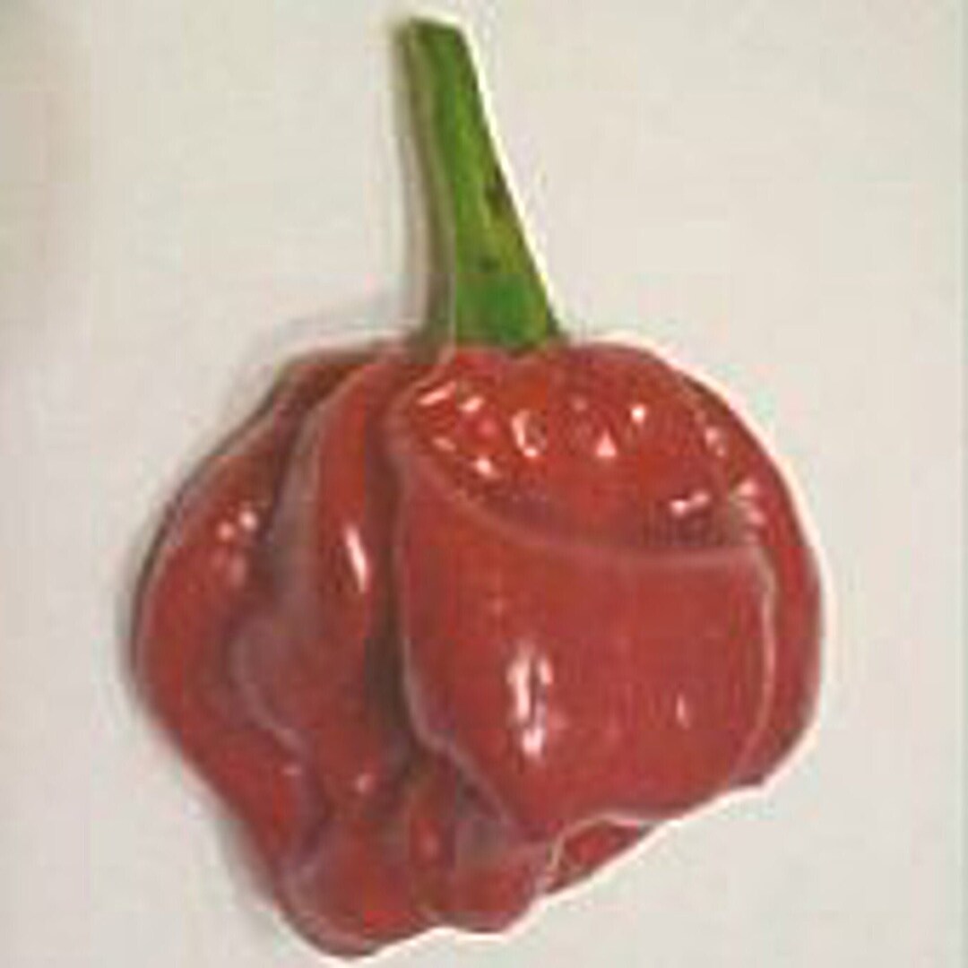 Habanero Hot Peppers (costa Rica) Seeds - Etsy