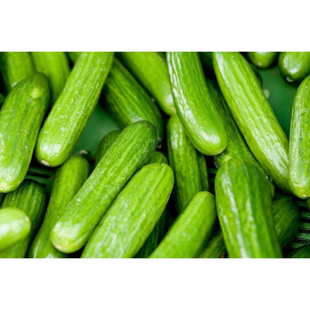 Persian Middle East Cucumber Seeds - Etsy
