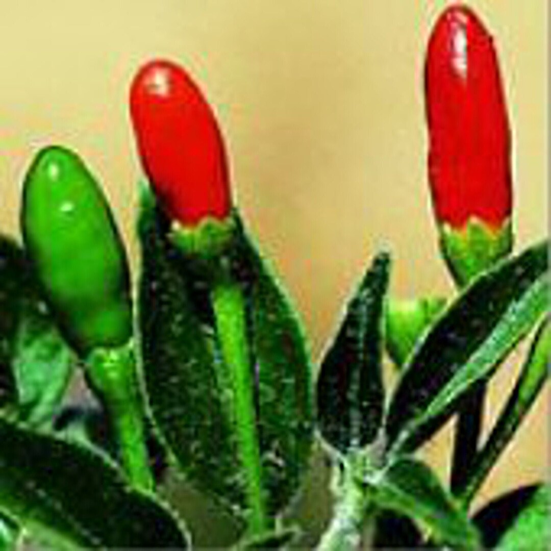 Pequin Hot Peppers Seeds - Etsy