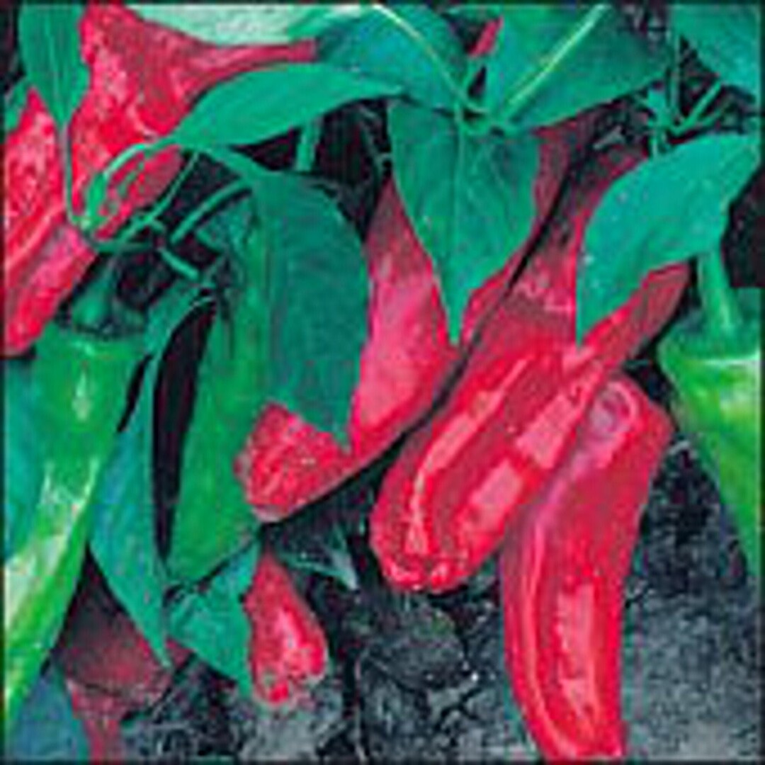 Marconi Sweet Peppers (red) Seeds - Etsy
