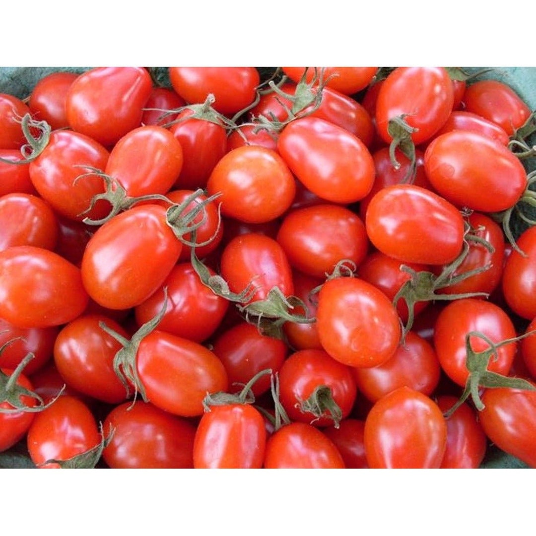 Red Grape F1 Hybrid Tomato Seeds - Etsy