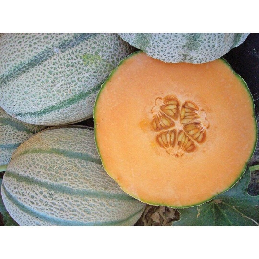 Vida F1 Hybrid Melon Seeds - Etsy