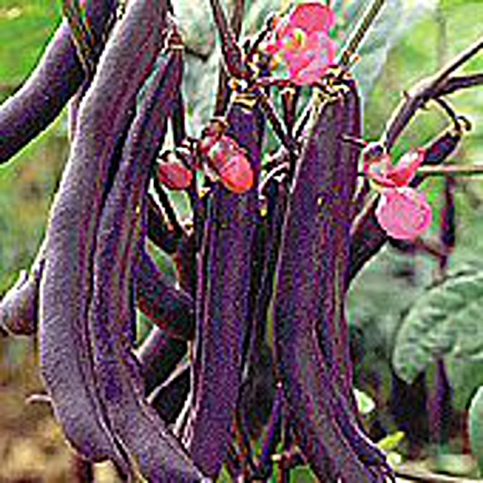 Royalty Purple Pod Bush Beans Seeds - Etsy