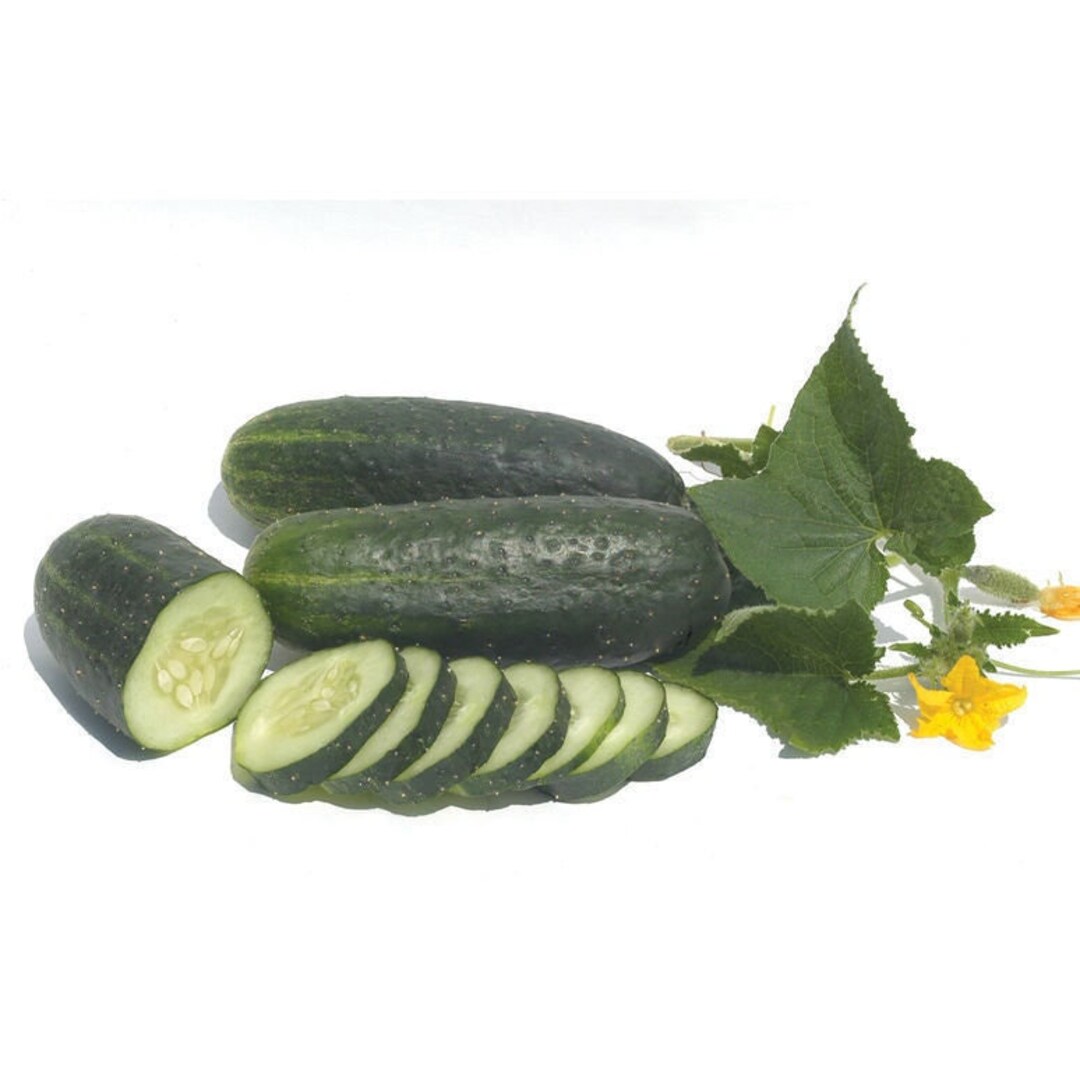 Vertina F1 Hybrid Cucumber Seeds - Etsy