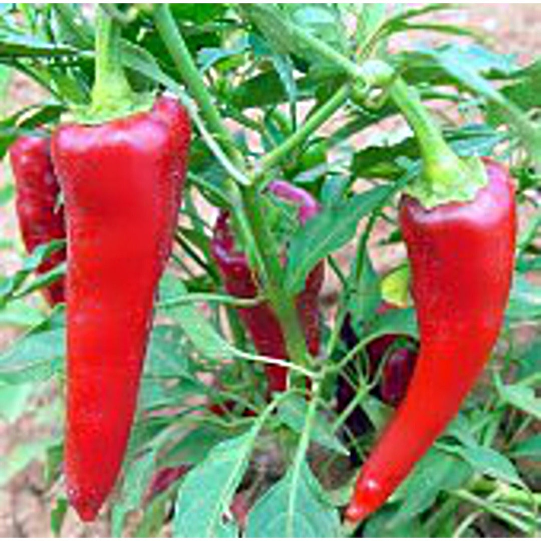 Chimayo Hot Peppers Seeds - Etsy
