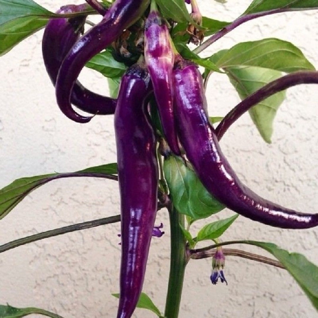 Cayenne Purple Hot Pepper Seeds - Etsy