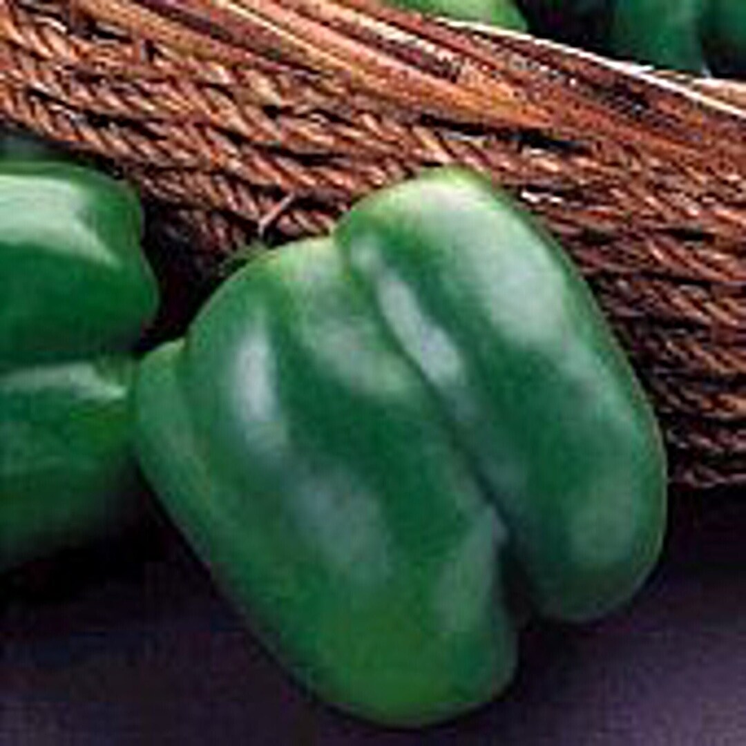 Jupiter Sweet Peppers Seeds - Etsy