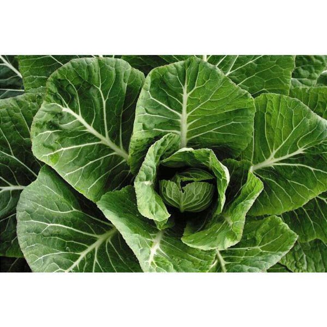 Vates Collard Seeds - Etsy