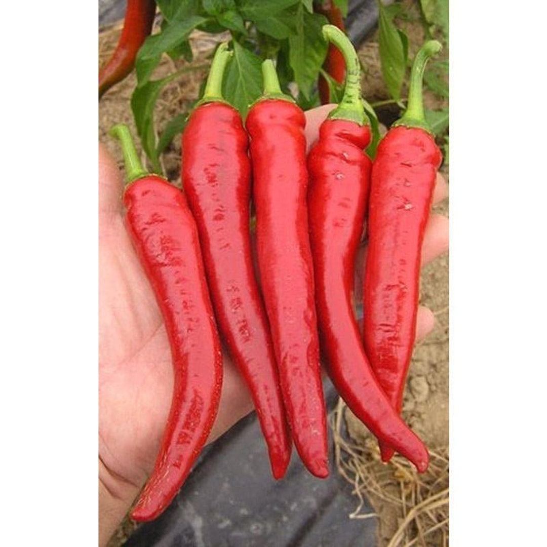 Goliath Griller F1 Hybrid Hot Pepper Seeds - Etsy