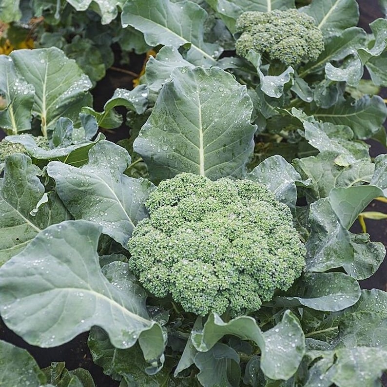 Premium Crop Hybrid F1 Broccoli Seeds - Etsy