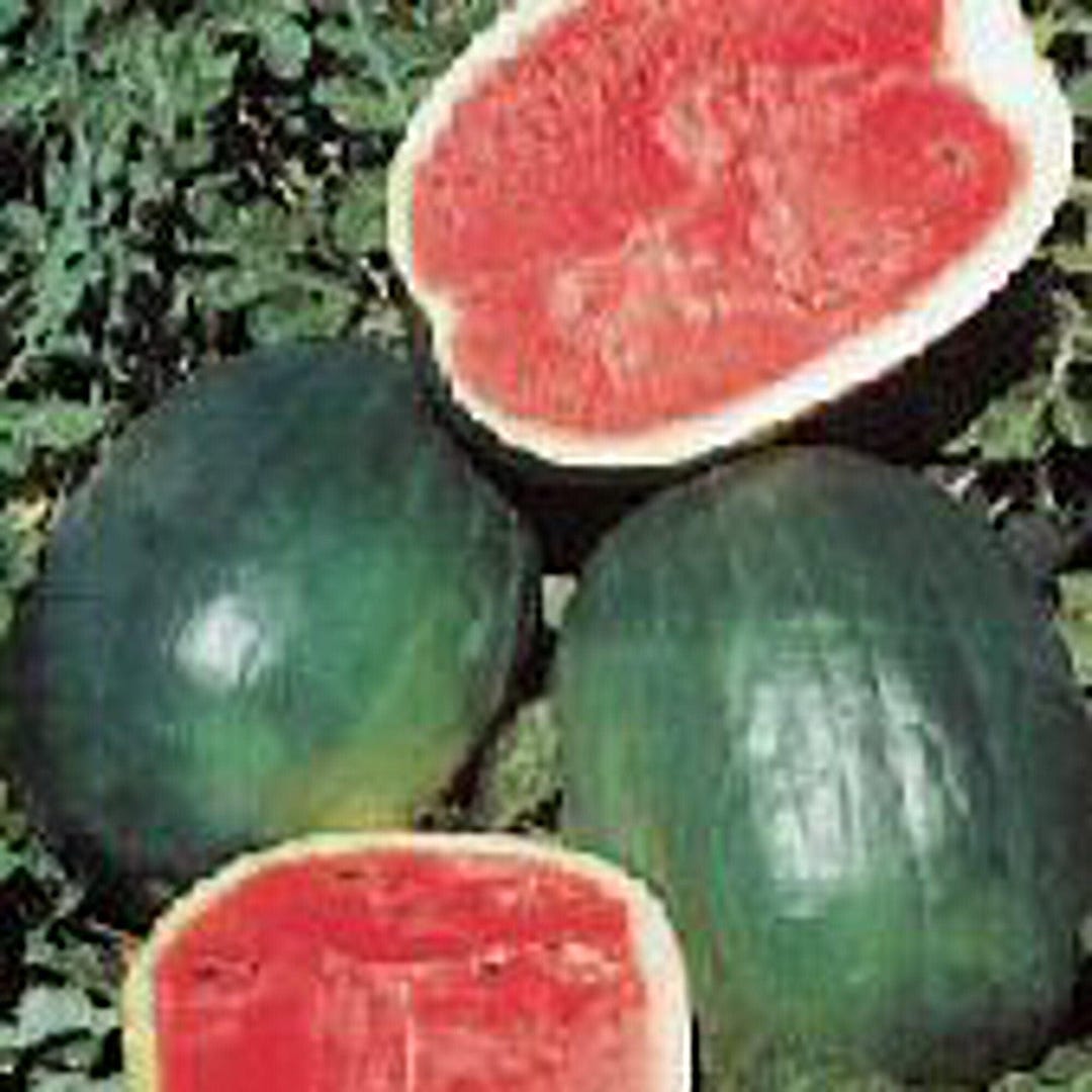 Black Diamond Watermelons (yellow Belly) Seeds - Etsy