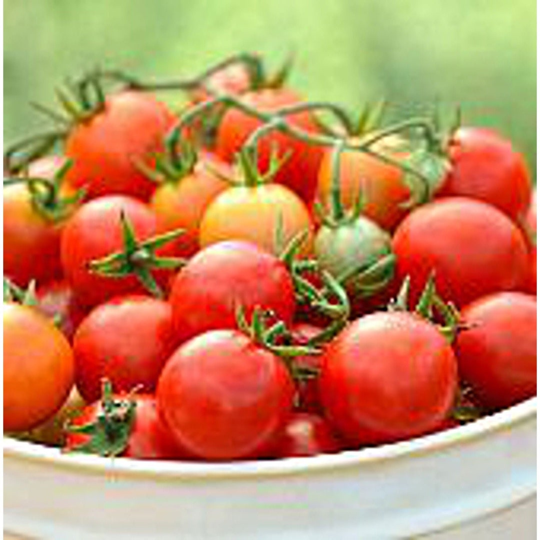Power Pops Tomato Seeds - Etsy