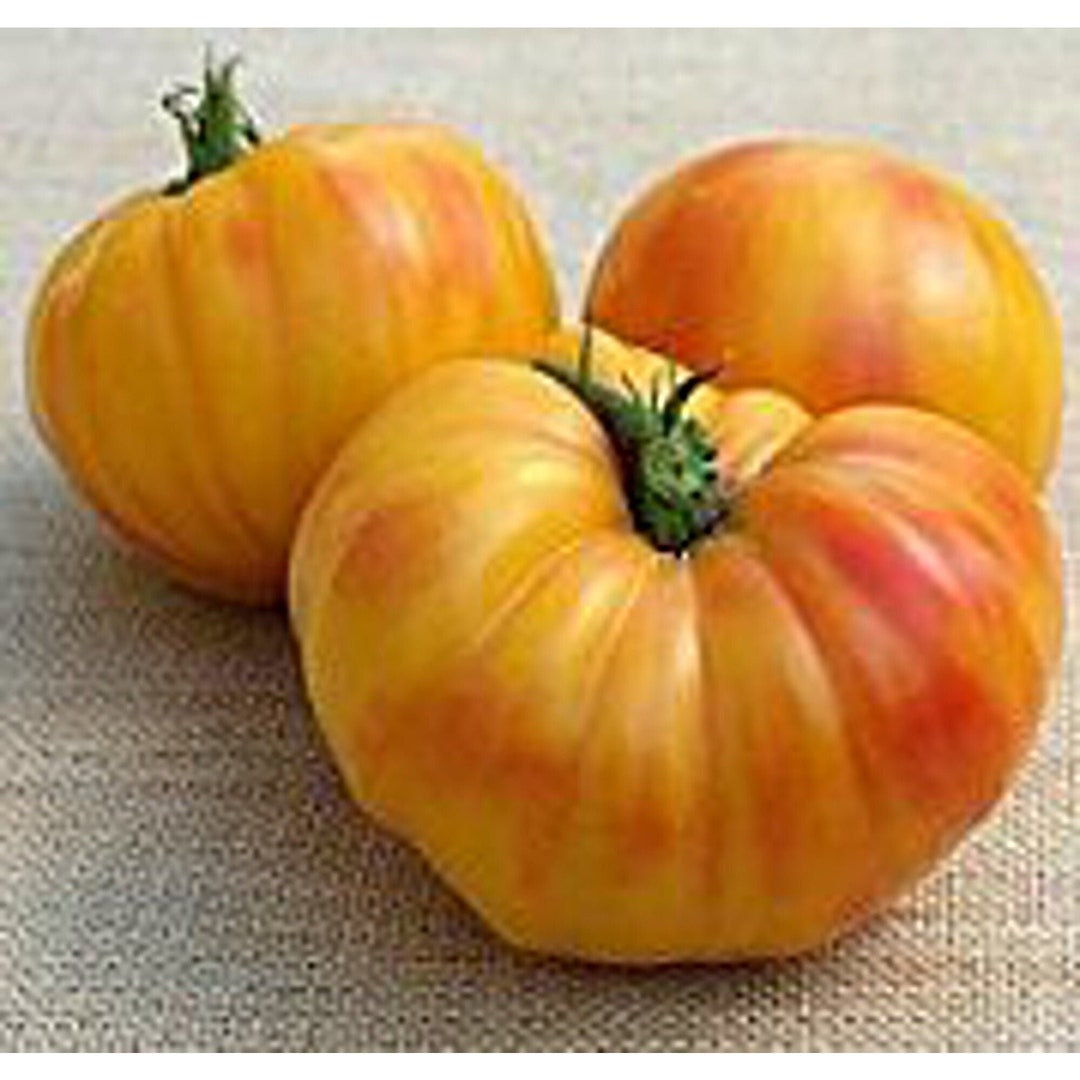 Oaxacan Jewel Tomato Seeds - Etsy