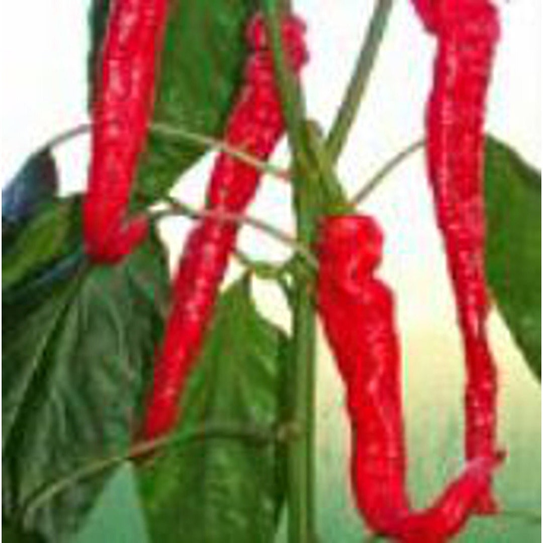 Big Red Hot Peppers Seeds - Etsy