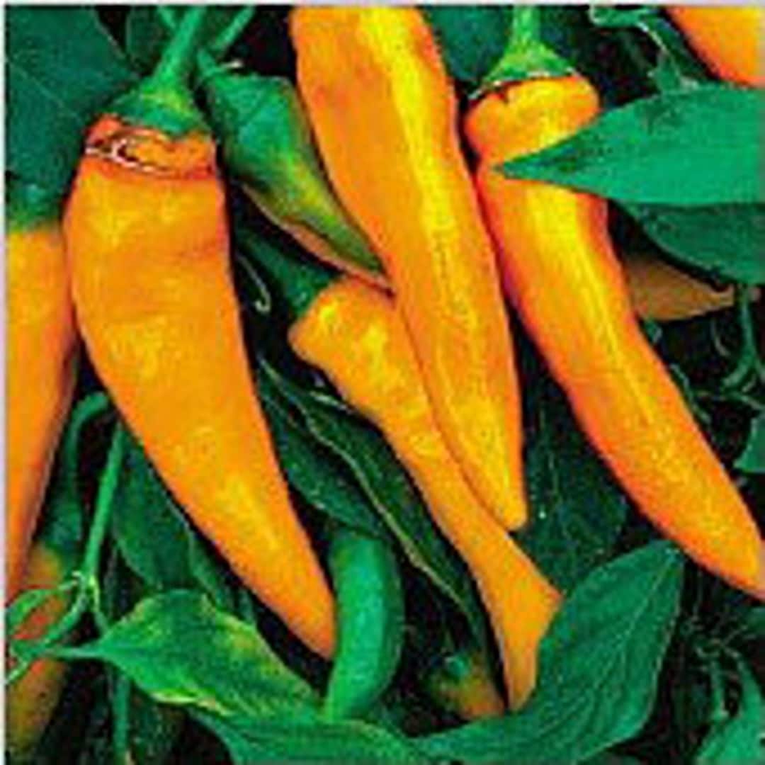 Tequila Sunrise Sweet Peppers Seeds - Etsy