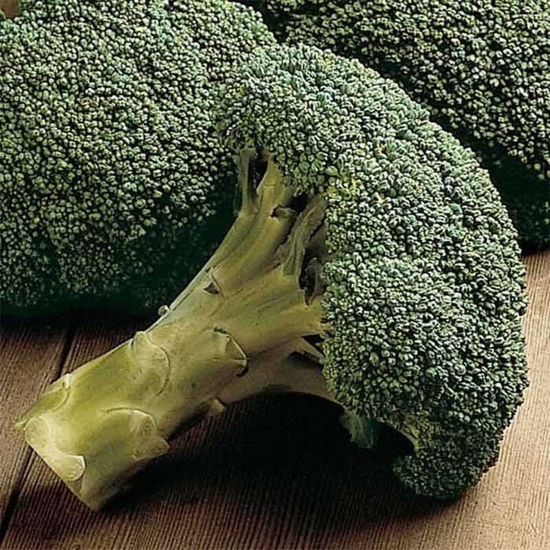 Packman Hybrid F1 Broccoli Seeds - Etsy