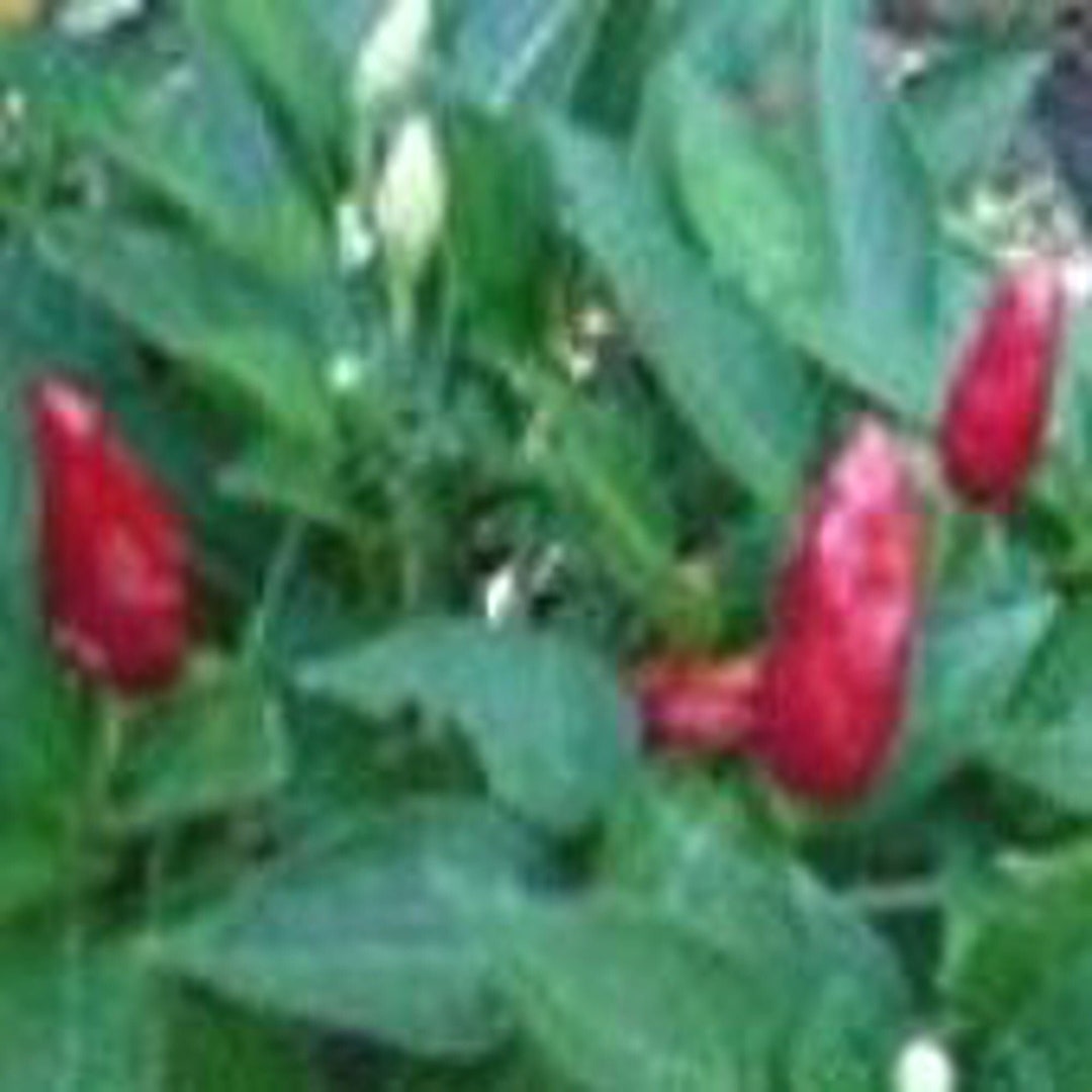 Christmas Hot Peppers Seeds - Etsy