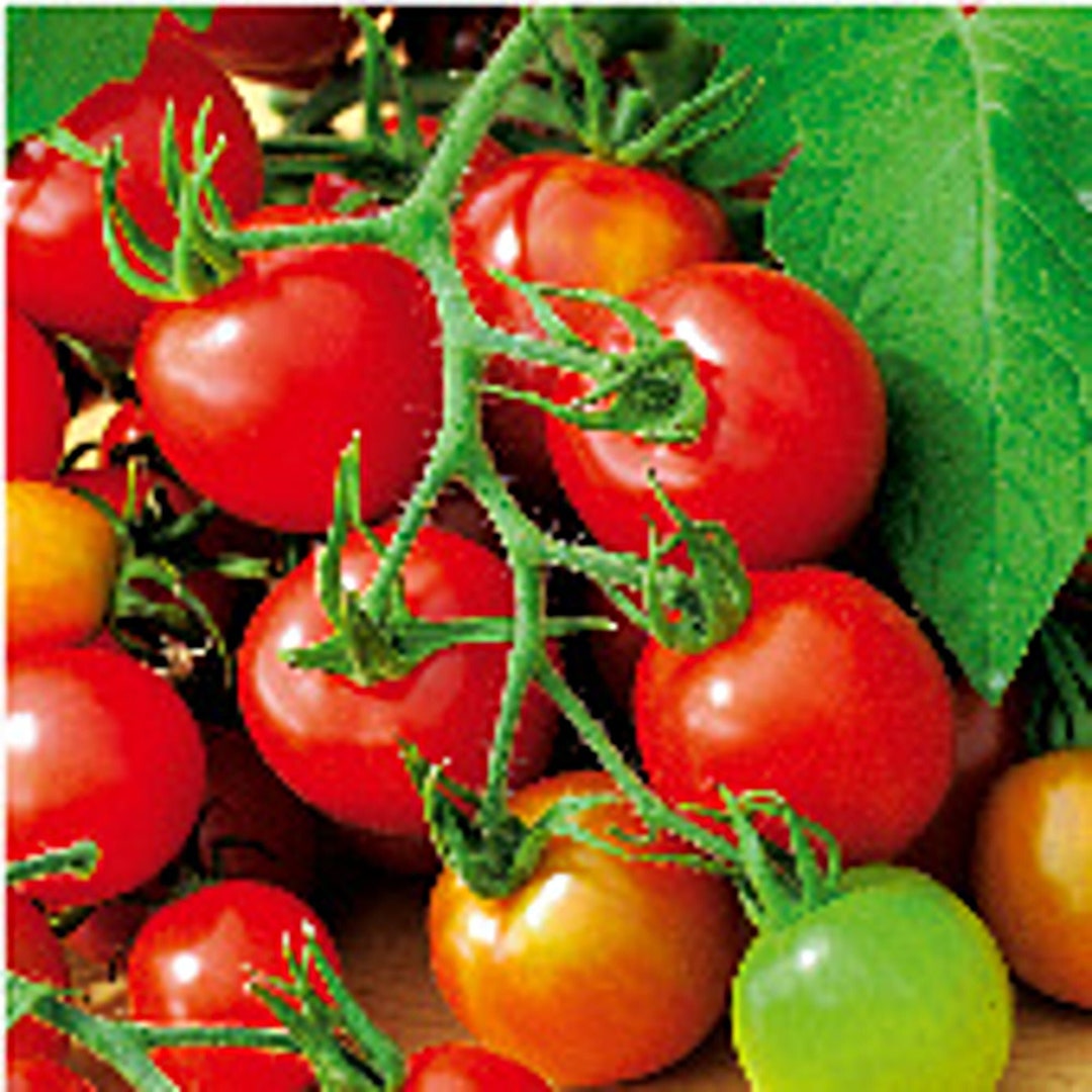Red Alert Tomato Seeds - Etsy