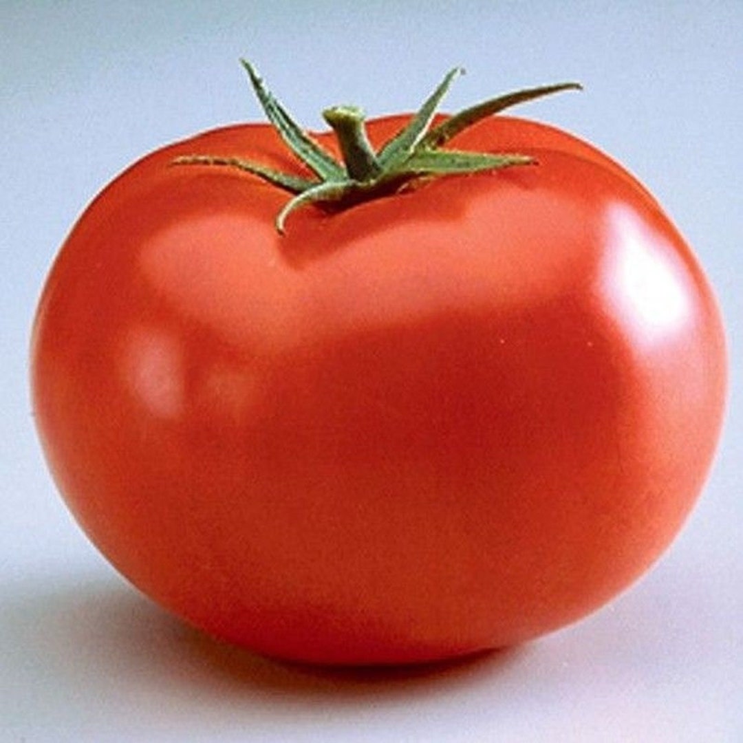 First Prize F1 Hybrid Tomato Seeds - Etsy