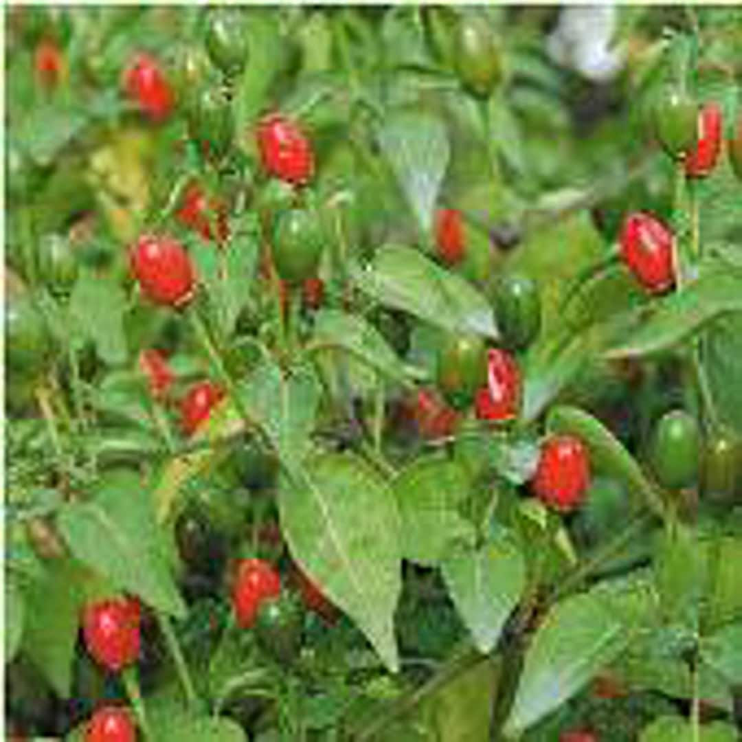 Mcmahon's Texas Bird Hot Peppers Seeds - Etsy